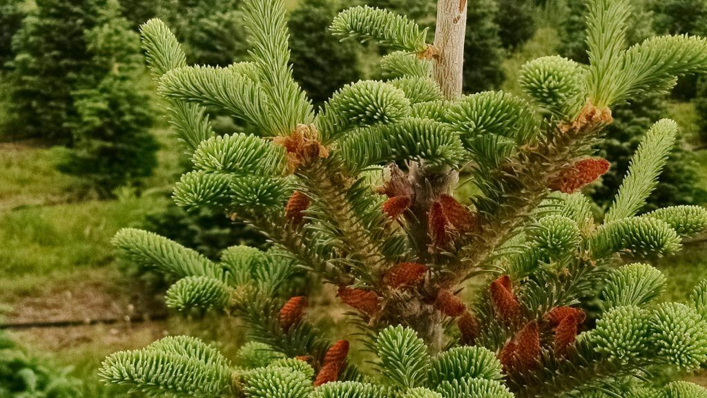 Research | The Real Christmas Tree Board