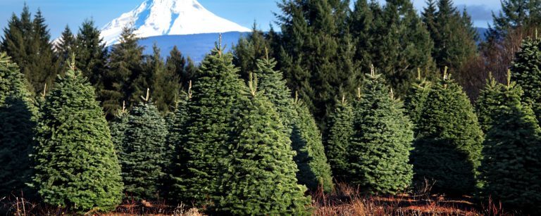 The Real Christmas Tree Board