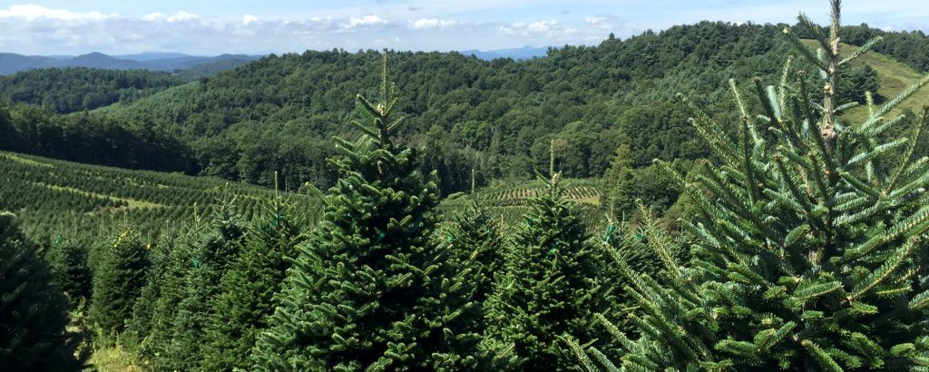 The Real Christmas Tree Board