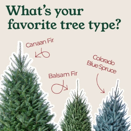Social Media | The Real Christmas Tree Board